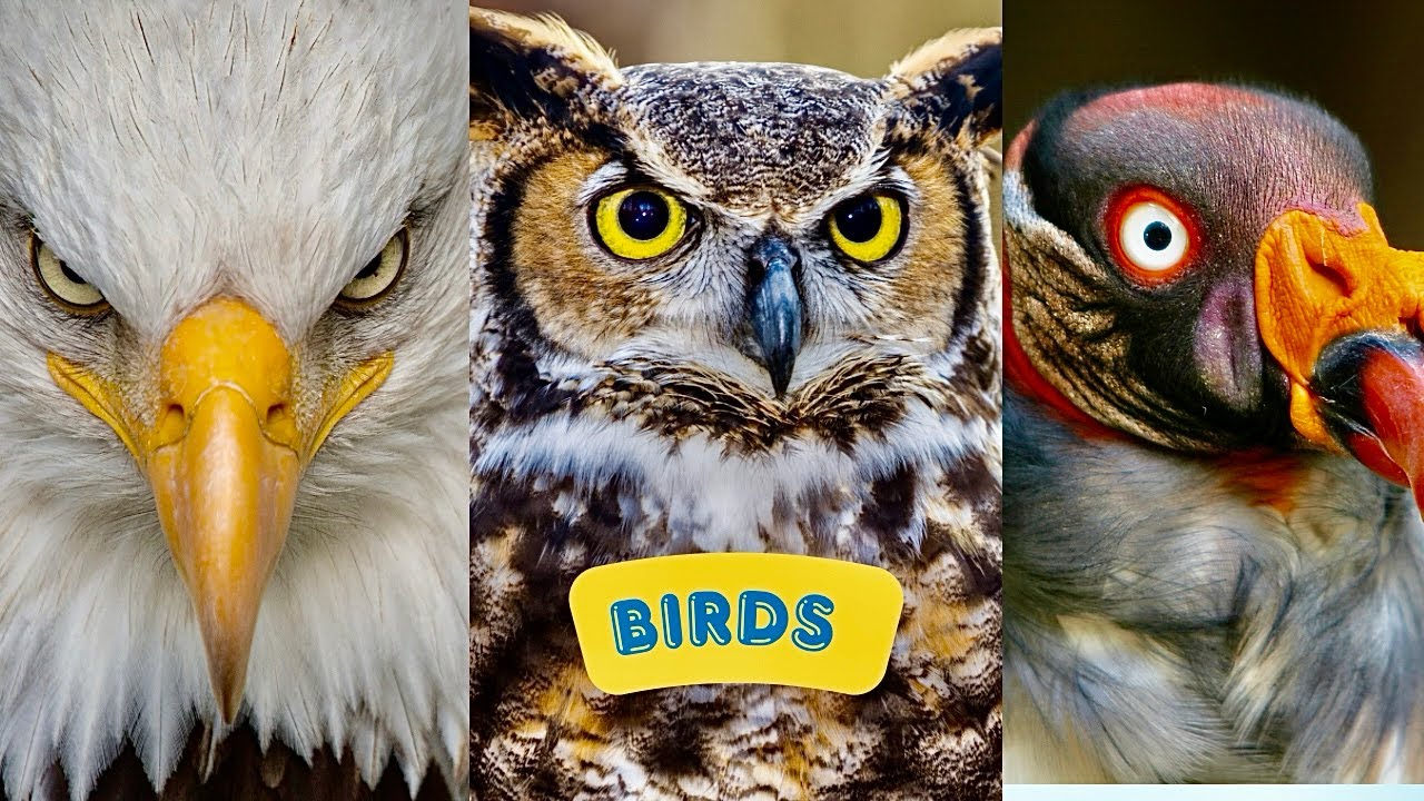 Birds Learning Videos | Sky Animals Kids Adventure Educational Videos ...