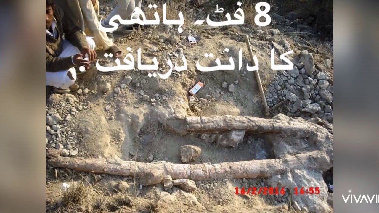 Fossils of various animals discovered in Pakistan 24/35 million years ...
