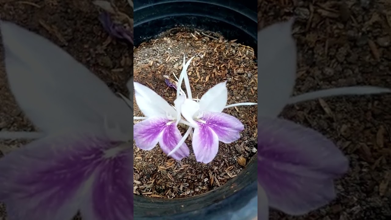 Bhumichampa/ kaempferia rotunda / bhuichafa/peacock ginger plant - YouTube