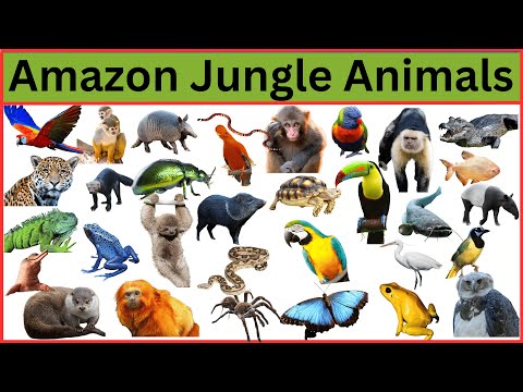 Amazon Jungle Animals || Animals of Amazon Rainforest