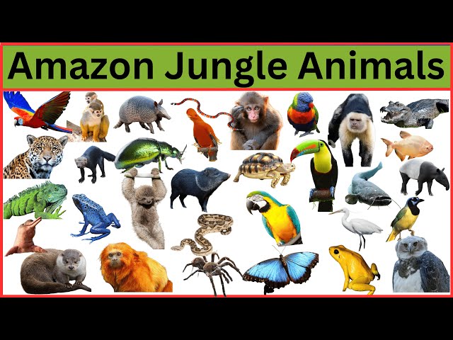 Jungle Animals Pictures With Names List Of Jungle Animals Names