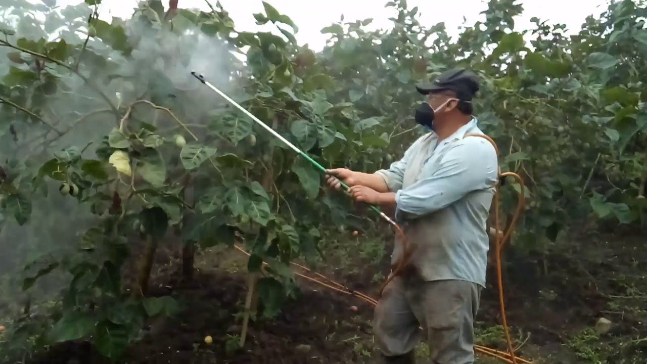 Así es la aplicación de el abono organico "Apichi" / Manuel Cultiva ...