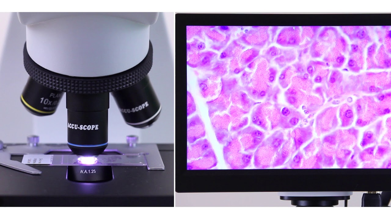 VETSCAN HDmicroscope Demonstration - YouTube