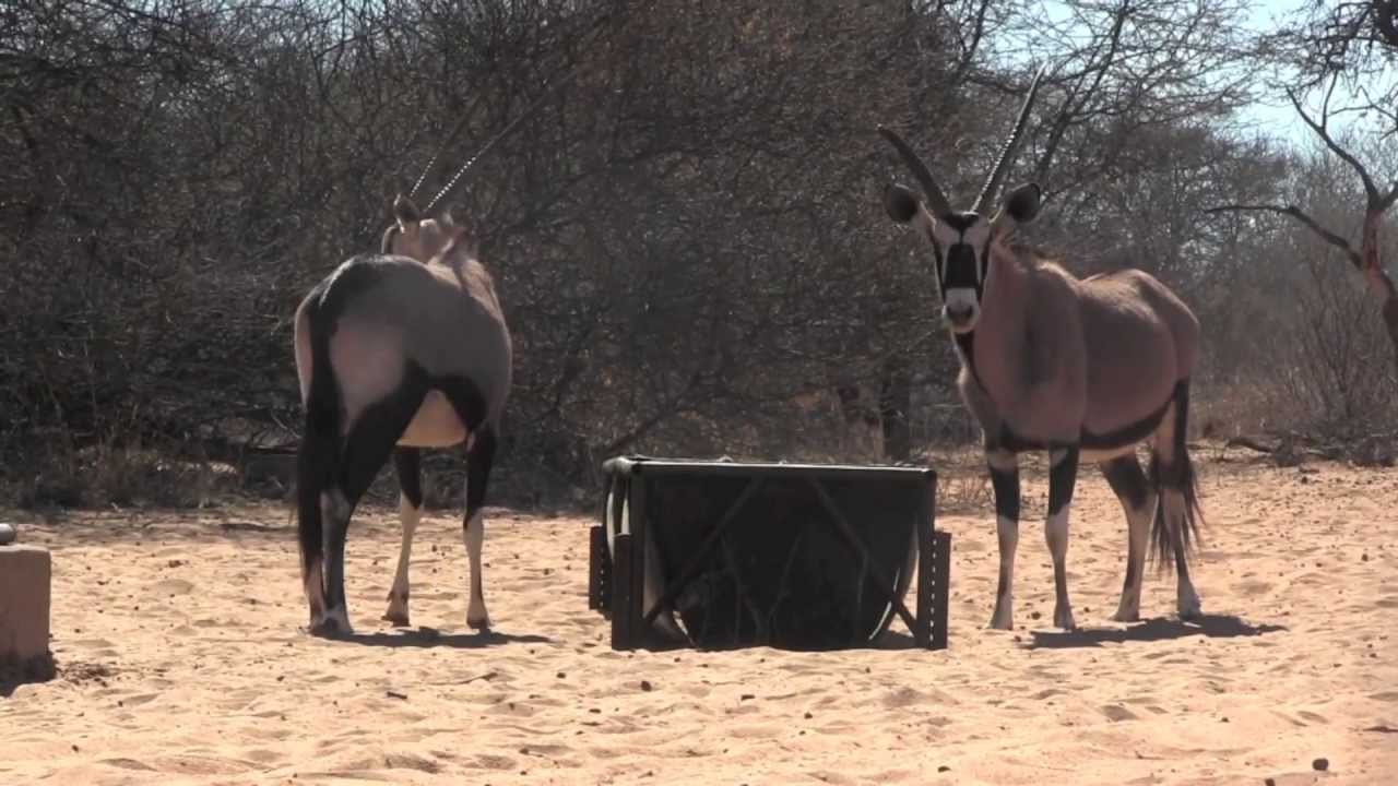 Bow Hunting African Arrow Safaris Gemsbok with bow - YouTube