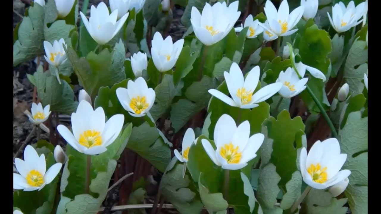 NEBS Lecture, 3 December 2022, Heather McCargo - YouTube