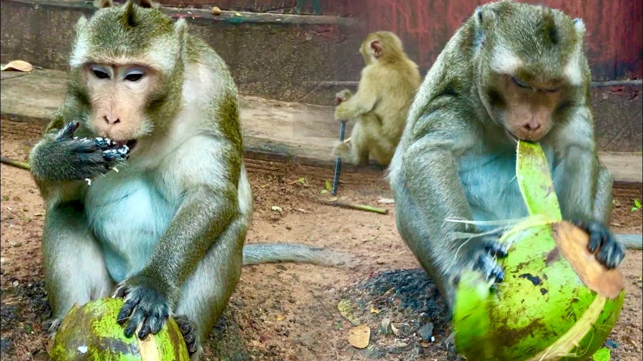 Oh nice ! It's look so funny monkey Enjoy eating Coconut seems to be ...
