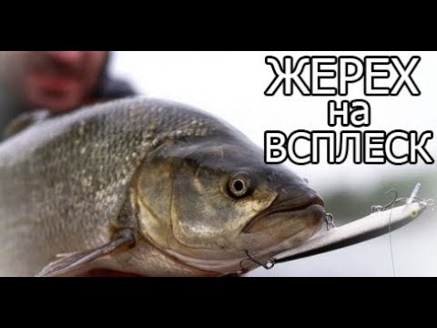 Ловля Крупного Жереха Спиннингом На Всплеск. Приманка Убийца Жереха ...