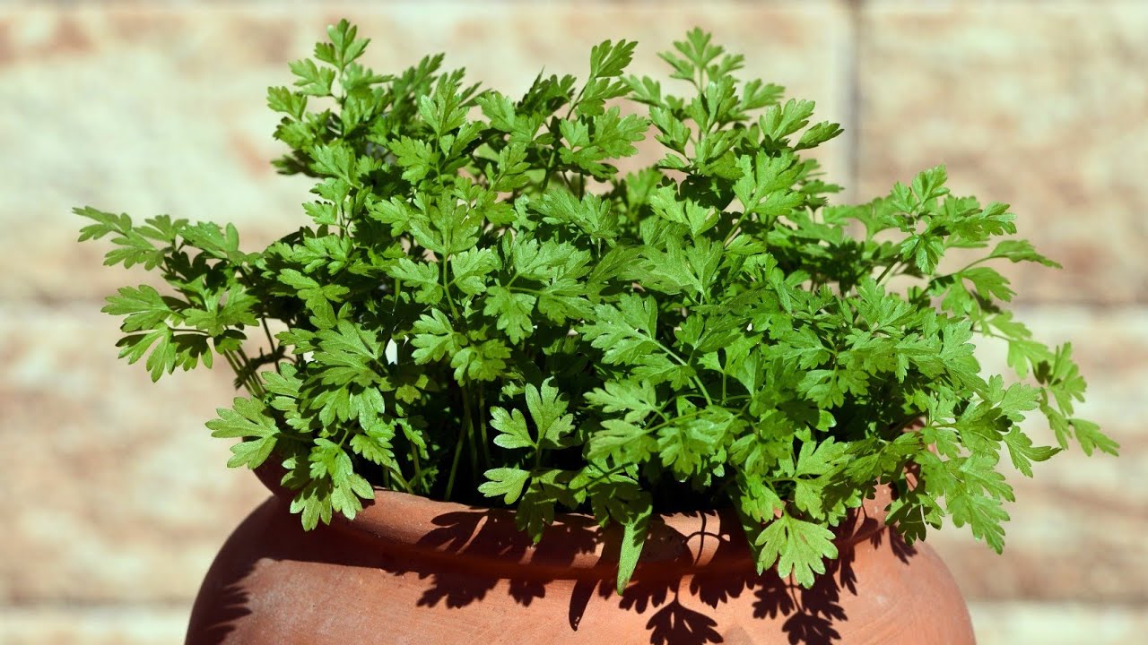 Cerefólio é uma planta parecida com a salsa, Muito saborosa, saudável e ...