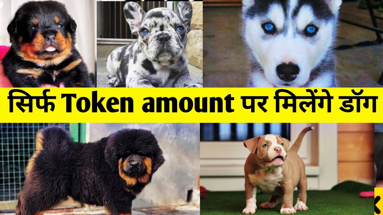 सिर्फ token amount पर मिलेगा डॉग | Tibetan mastiff | Rottweiler ...