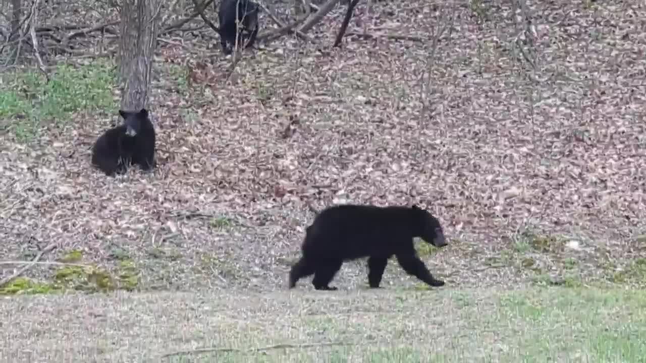 Group of bears roaming in Landrum - YouTube