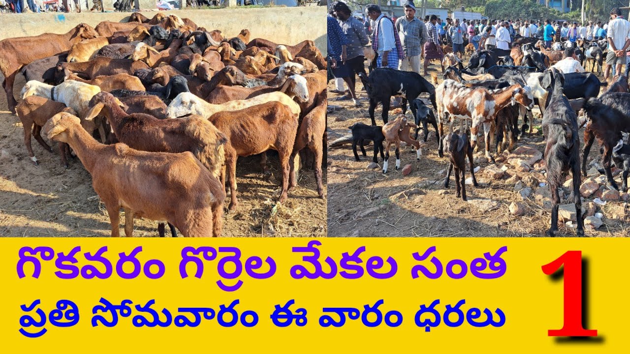 GOKAVARAM GOATS MARKET 1 గొకవరం గొర్రెల మేకల సంత SHEEP FARMING VIDEOS ...