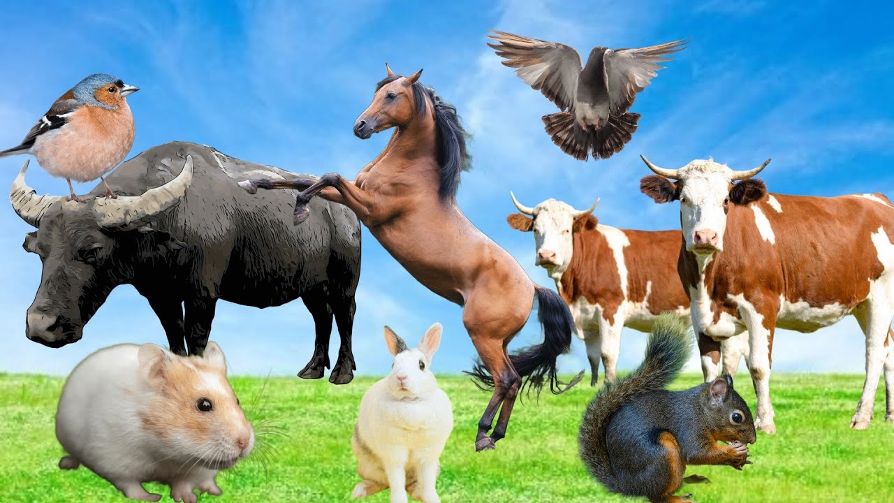 Animal World | Animal Planet | Animal Sounds | Familiar Animals ...