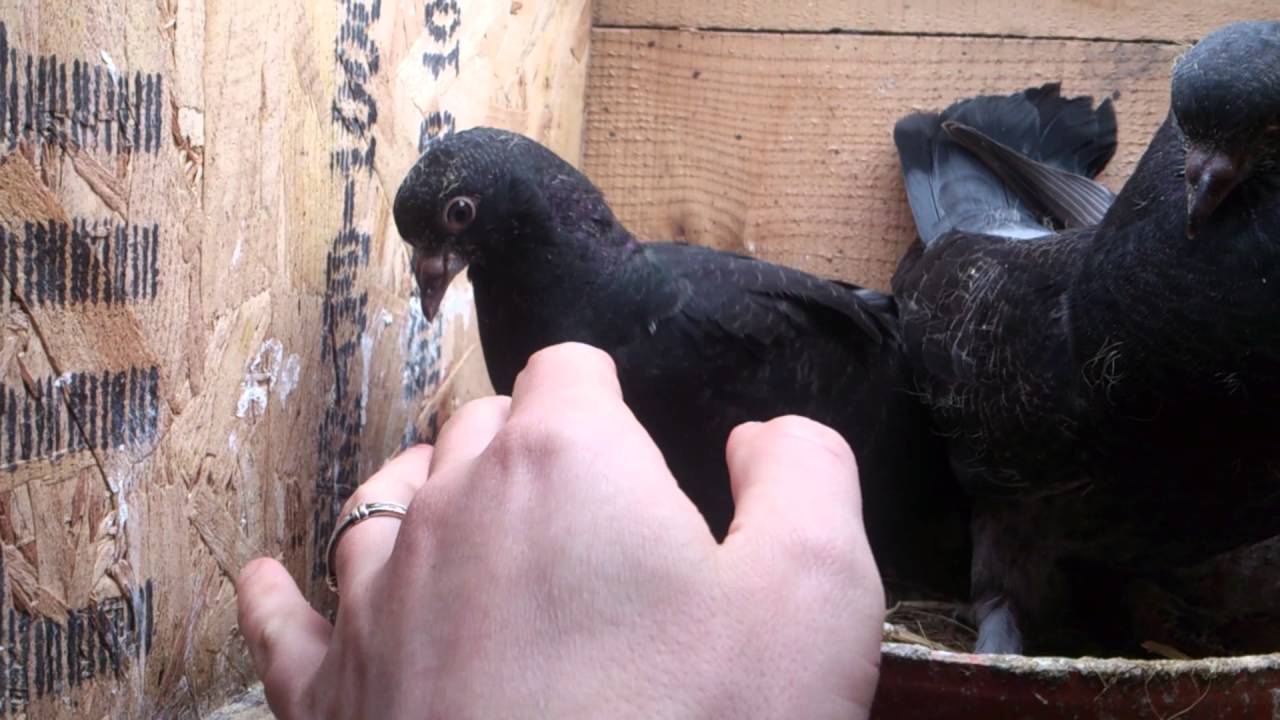 4 weeks old baby pigeons - YouTube