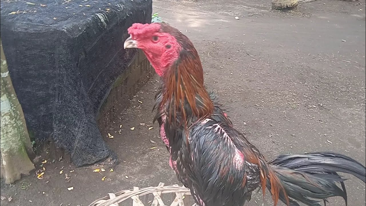 the mainstay bangkok chicken after winning the match, only one water ...