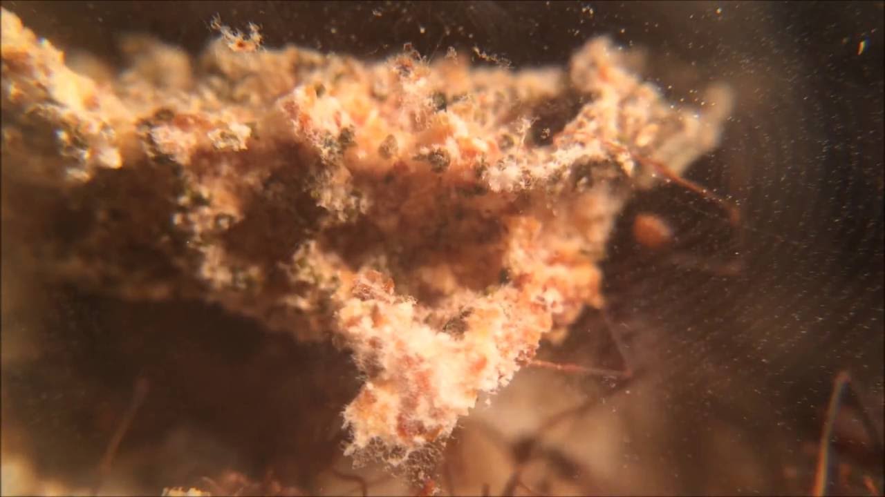 Inside Atta Nest - YouTube