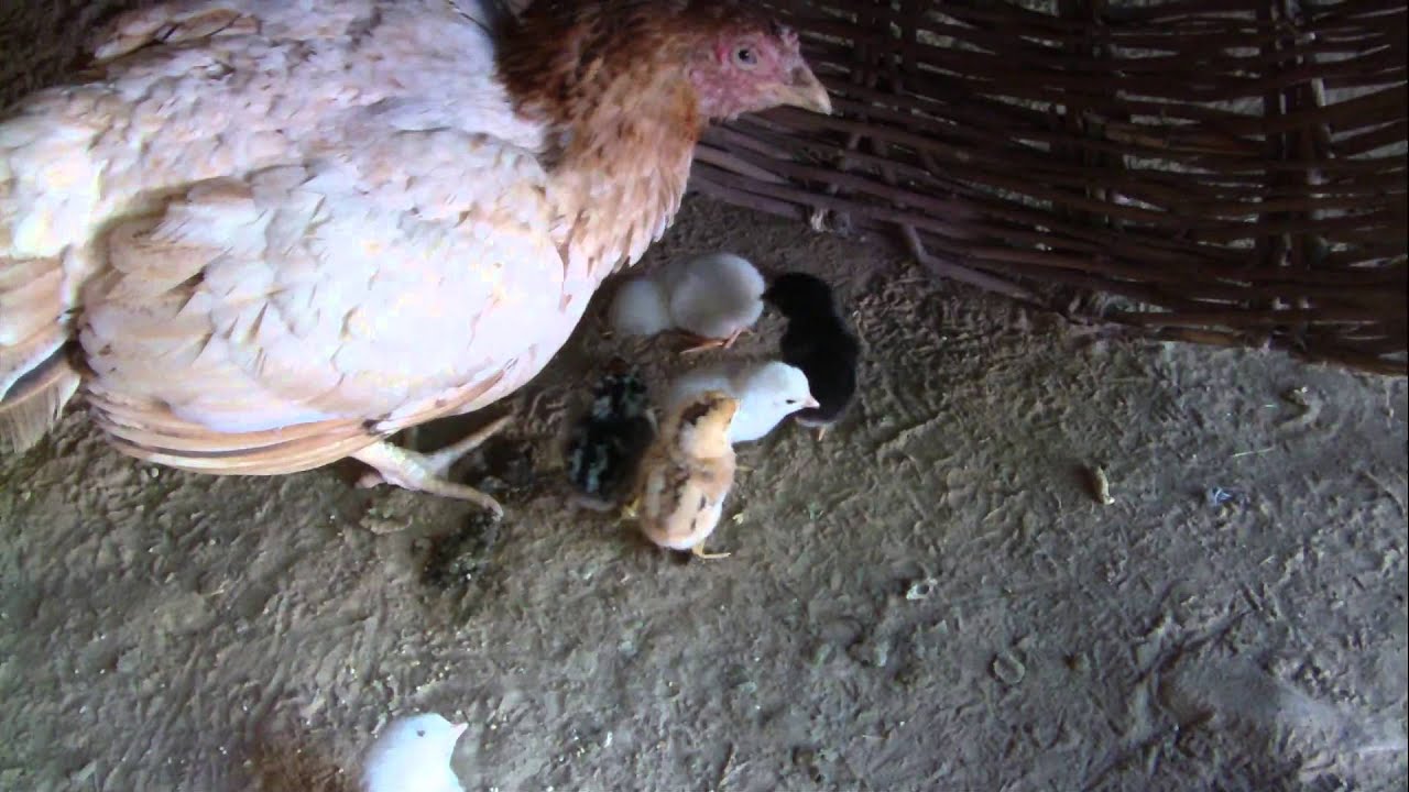 ASEEL HEN WITH CHICKS HOME BREED 2 - YouTube