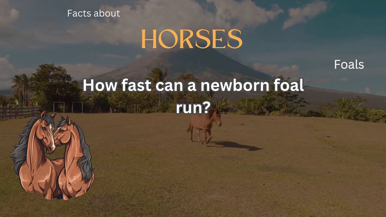 Horse Fact 37 - How fast can a newborn foal run? - YouTube