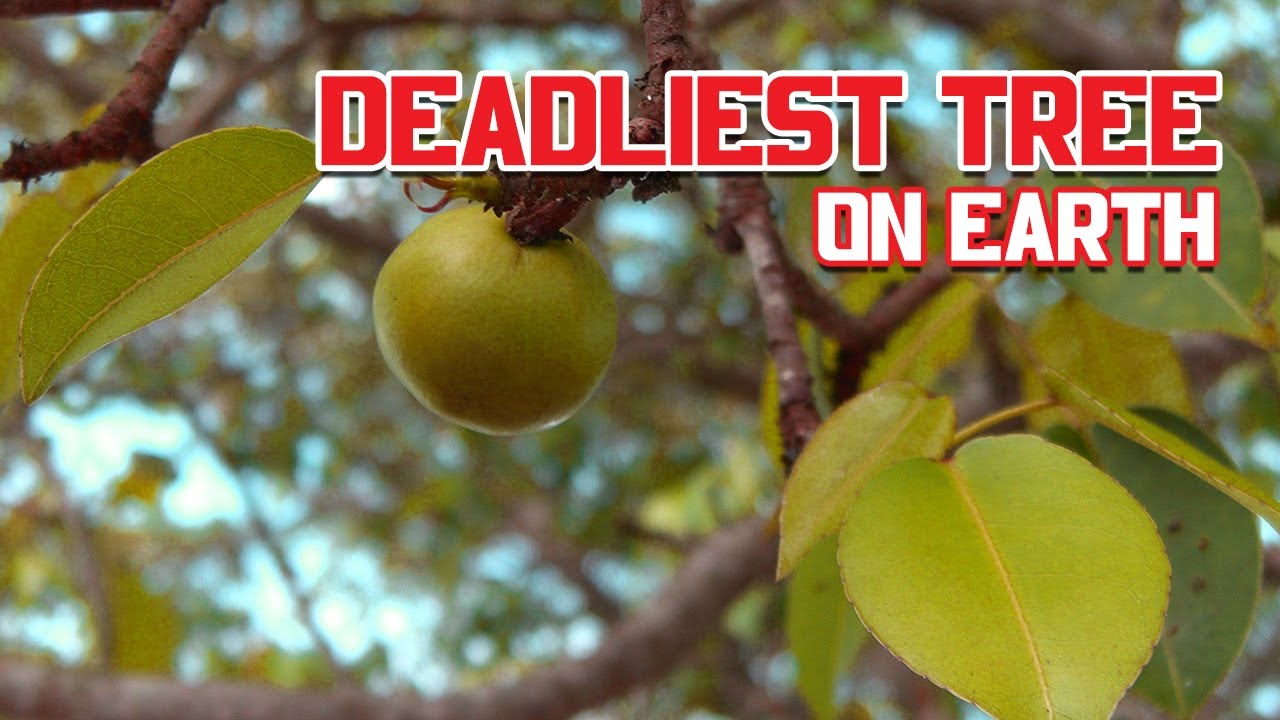 Dangerous Tree in the World | Never Touch This Tree - YouTube