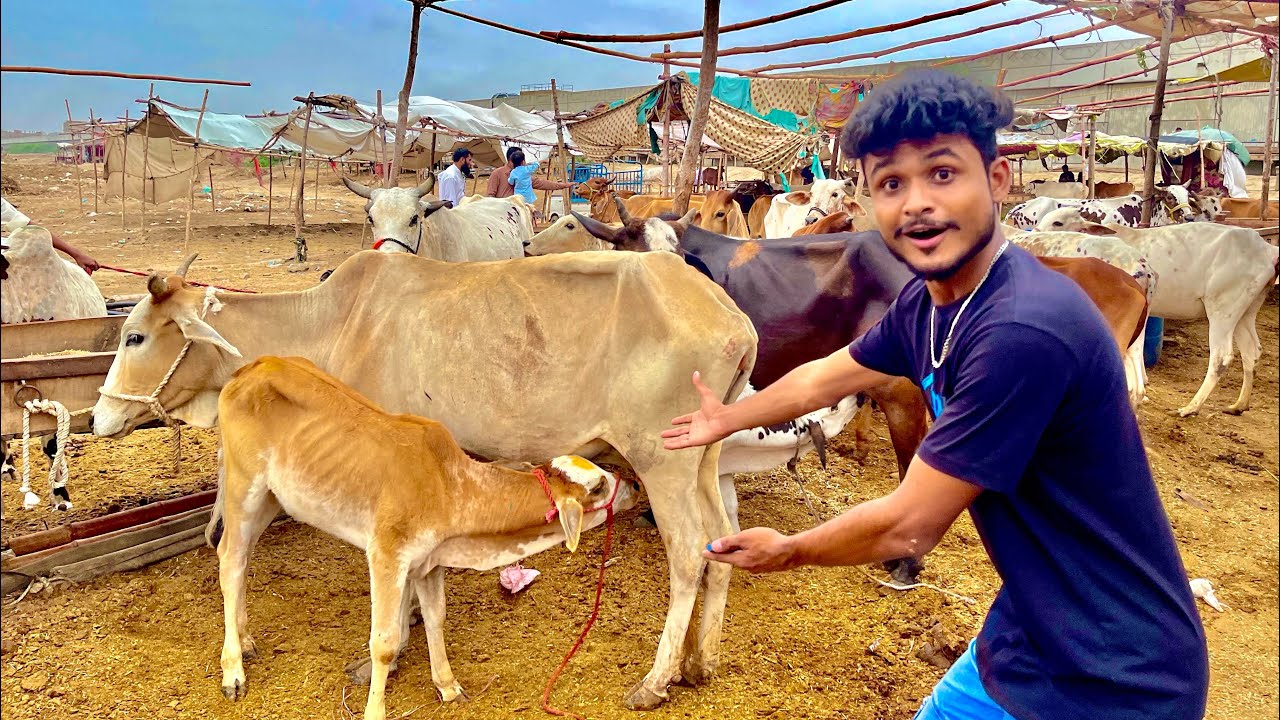 Vampire Ki Baby Cow Sultan k leya Ek Or Sultana Dunli 😃 - YouTube