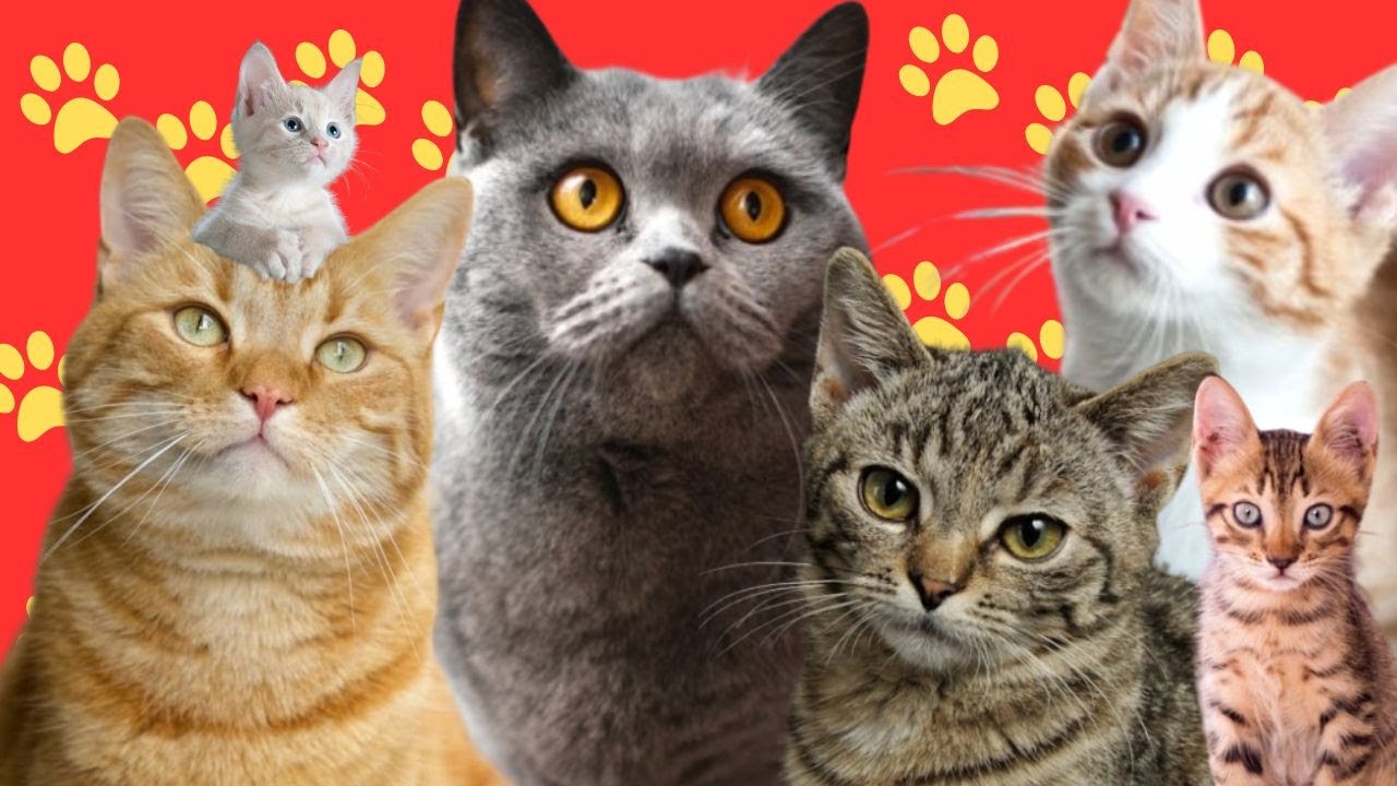 Documentary about Cats | Full film - YouTube