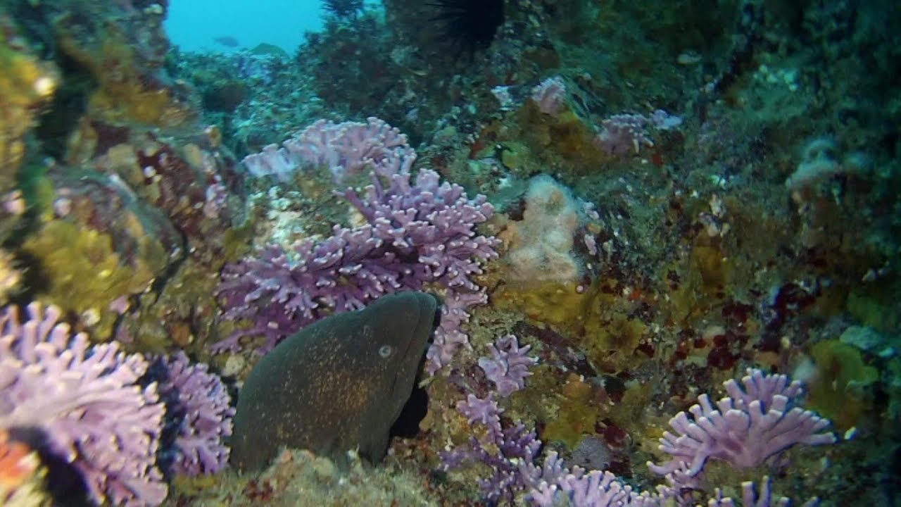 Farnsworth Bank dive - YouTube