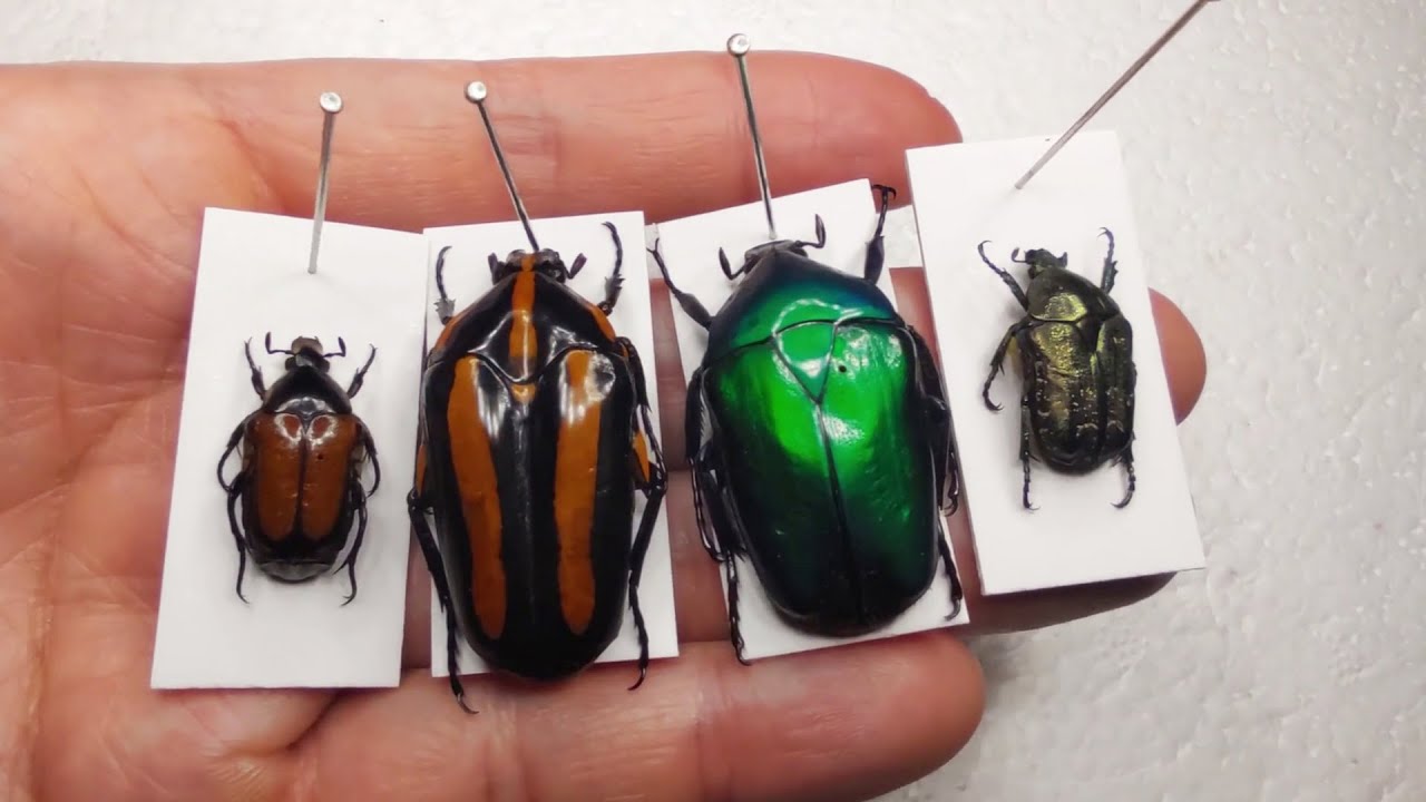 A Fascinating Beautiful Flower Beetles Show - YouTube