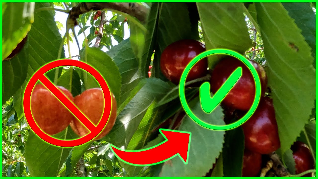 Best Tips To Pick Cherries The Right Way. - YouTube