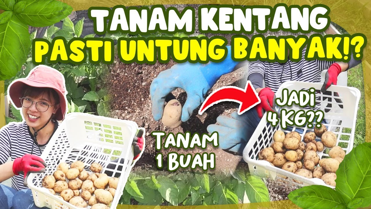 TANAM KENTANG SEMUDAH INI!? PASTI UNTUNG BANYAK!? - YouTube