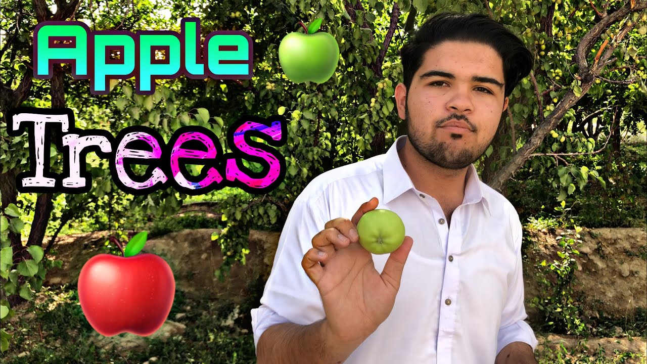 How Apple Gardens Look | Apples Of Balochistan Pakistan | Village ...