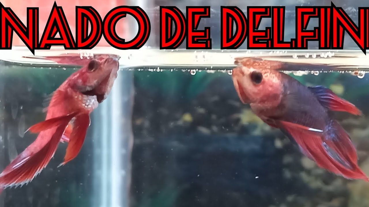 Bettas con nado de delfín no se descartan. - YouTube