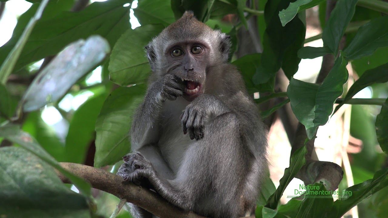 Long-tailed Macaques (Macaca fascicularis) of Singapore - YouTube