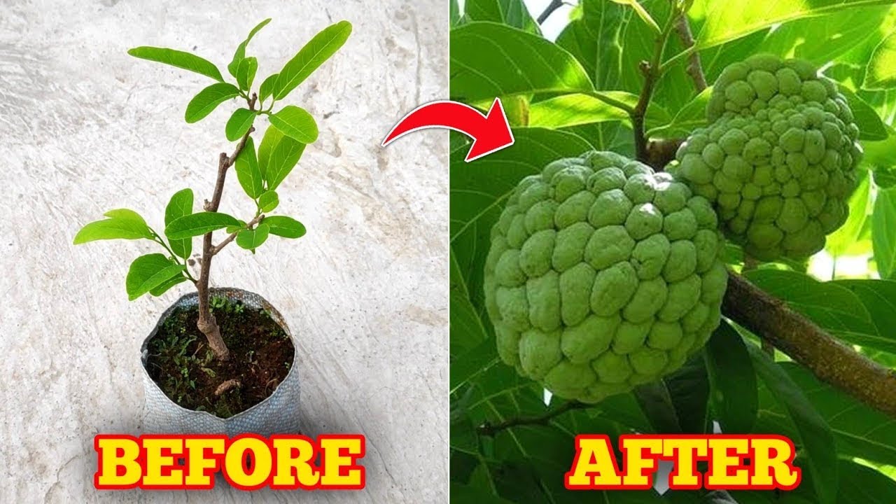 Propagate super fast root custard apple with fruit stalks and dried ...