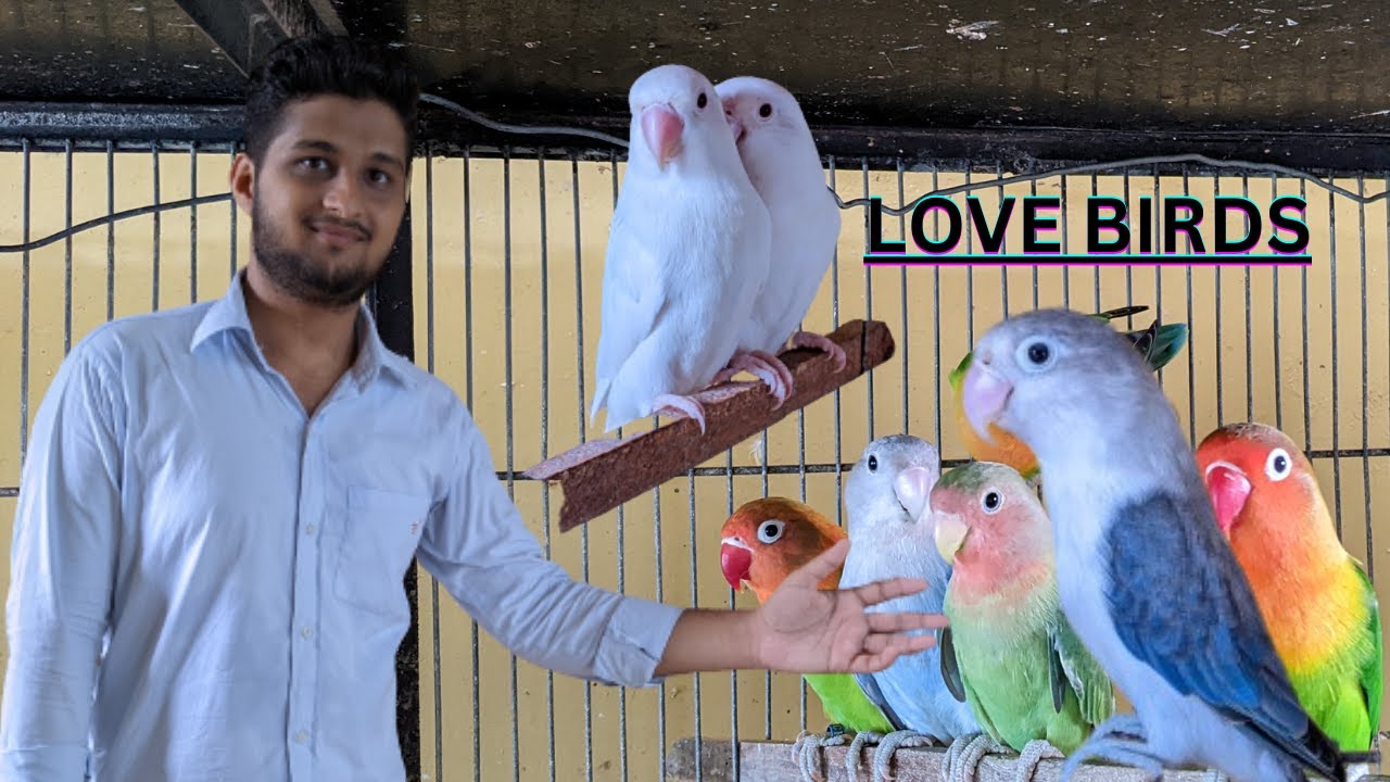 My Birds Setup Tour | CK Birds Farm | #birds #birdslover #birdsounds # ...