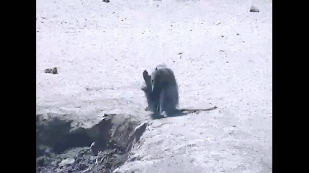 Injured Baboon - YouTube