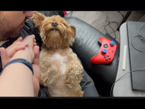 Husband Intercepts Me From Petting Our Dog 🐶 🐶 SD 480p #dogs #cute # ...