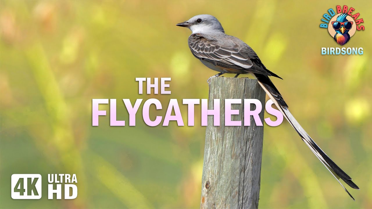 Symphony of the Flycatchers: Songbirds of the Forest and Field in 4K ...