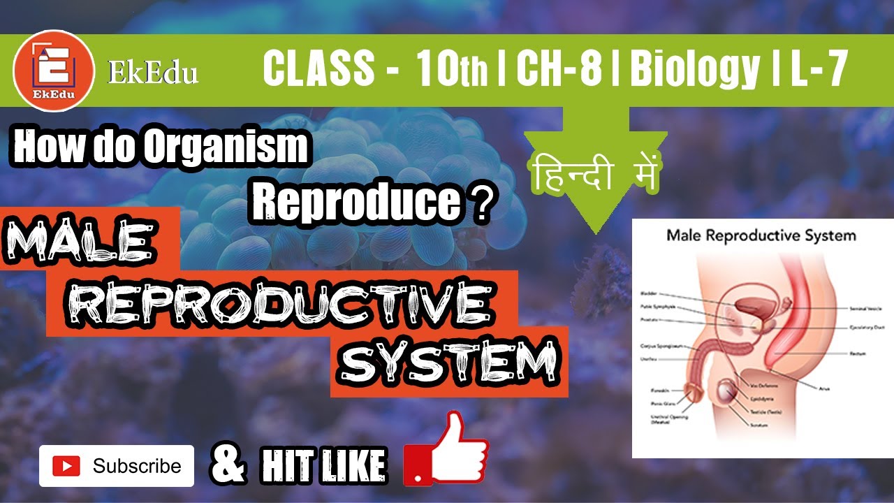 Male Reproductive system ( हिंदी)| How do Organisms Reproduce | Class ...