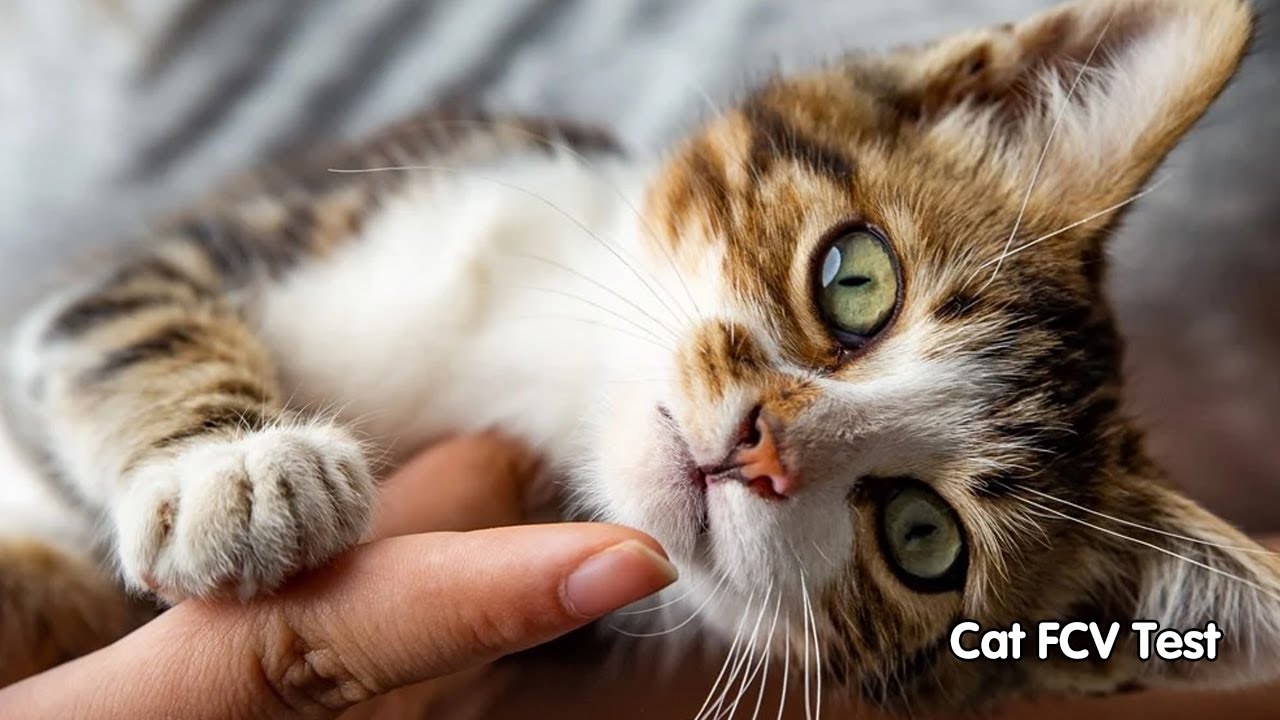 Feline Calicivirus Test FCV Antigen Rapid Test reagent - YouTube