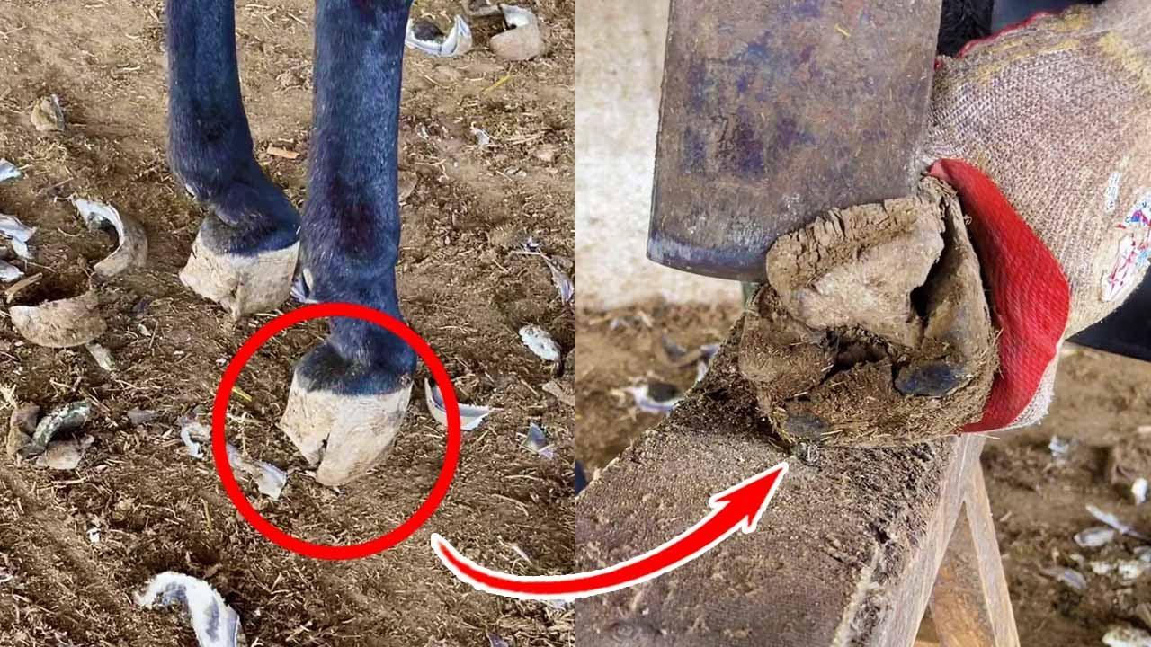 Rare! The Three Hooves Of The Donkey Are Rolling. It Looks Much Better ...