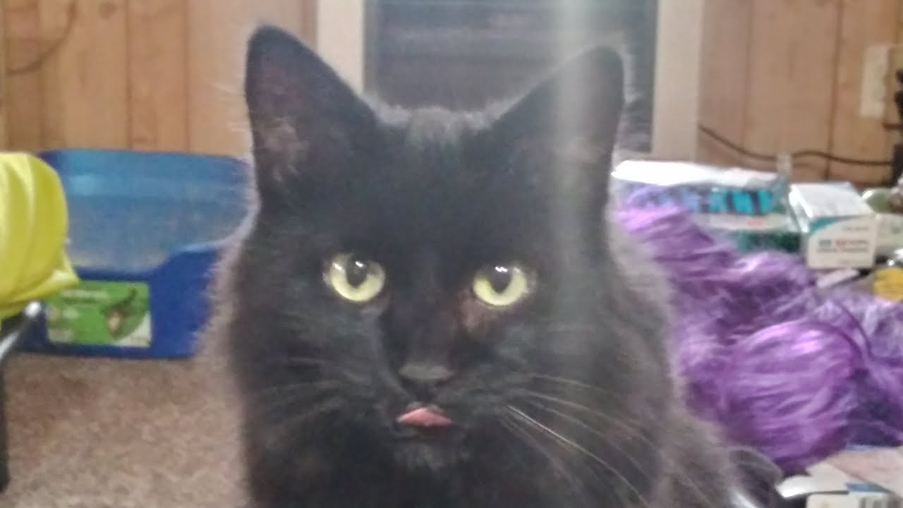 We call it Devil's Night Here In Michigan - YouTube