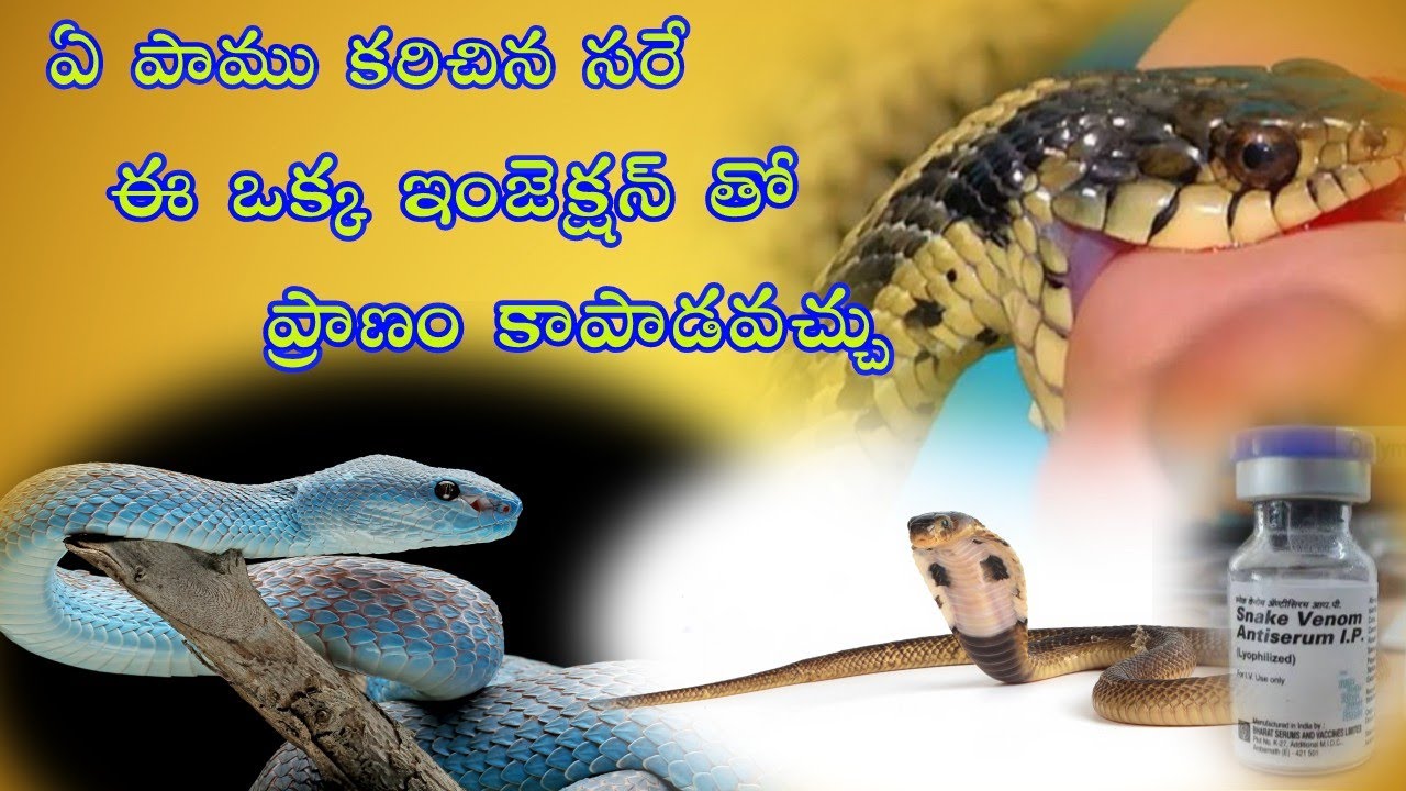 Snake bite treatment in telugu | anti venom for snake bite | snake ...