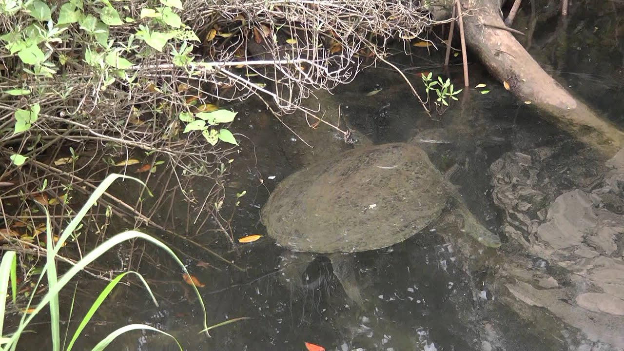 Green Turtle, 13th November 2013, Tom Moore's, Bermuda - YouTube