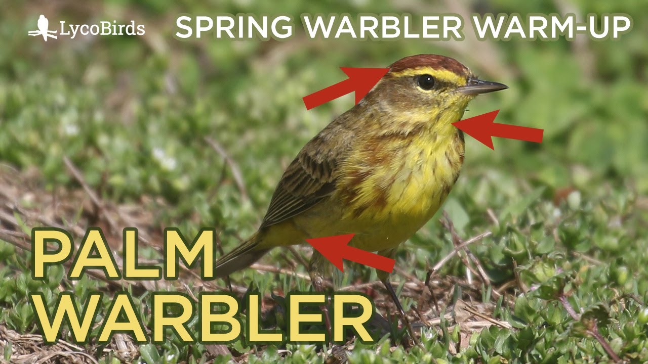 Palm Warbler