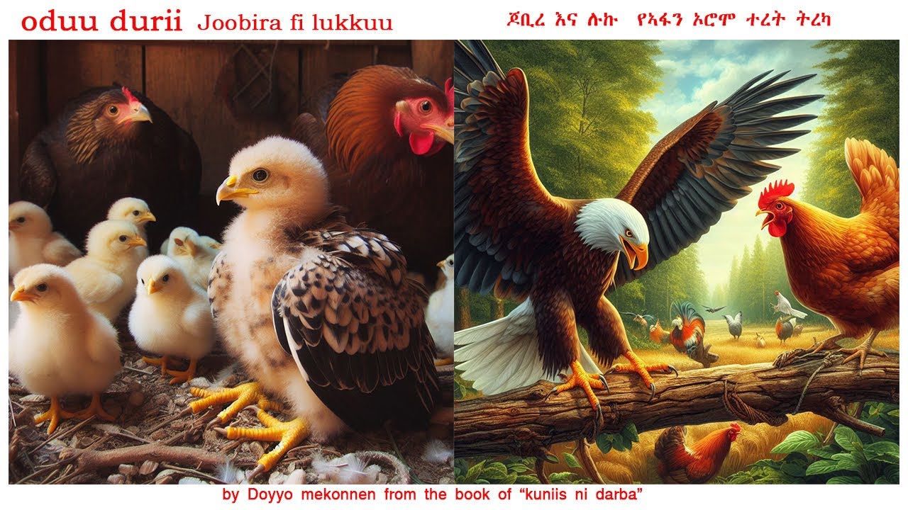 Oduu durii Joobira fi Lukkuu ጆቢረ እና ሉኩ የኣፋን ኦሮሞ ተረት ትረካ - YouTube