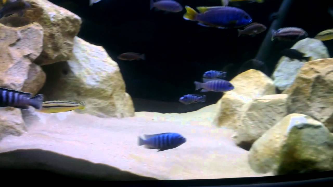 Natural mbuna and a look at young maisoni reef - YouTube