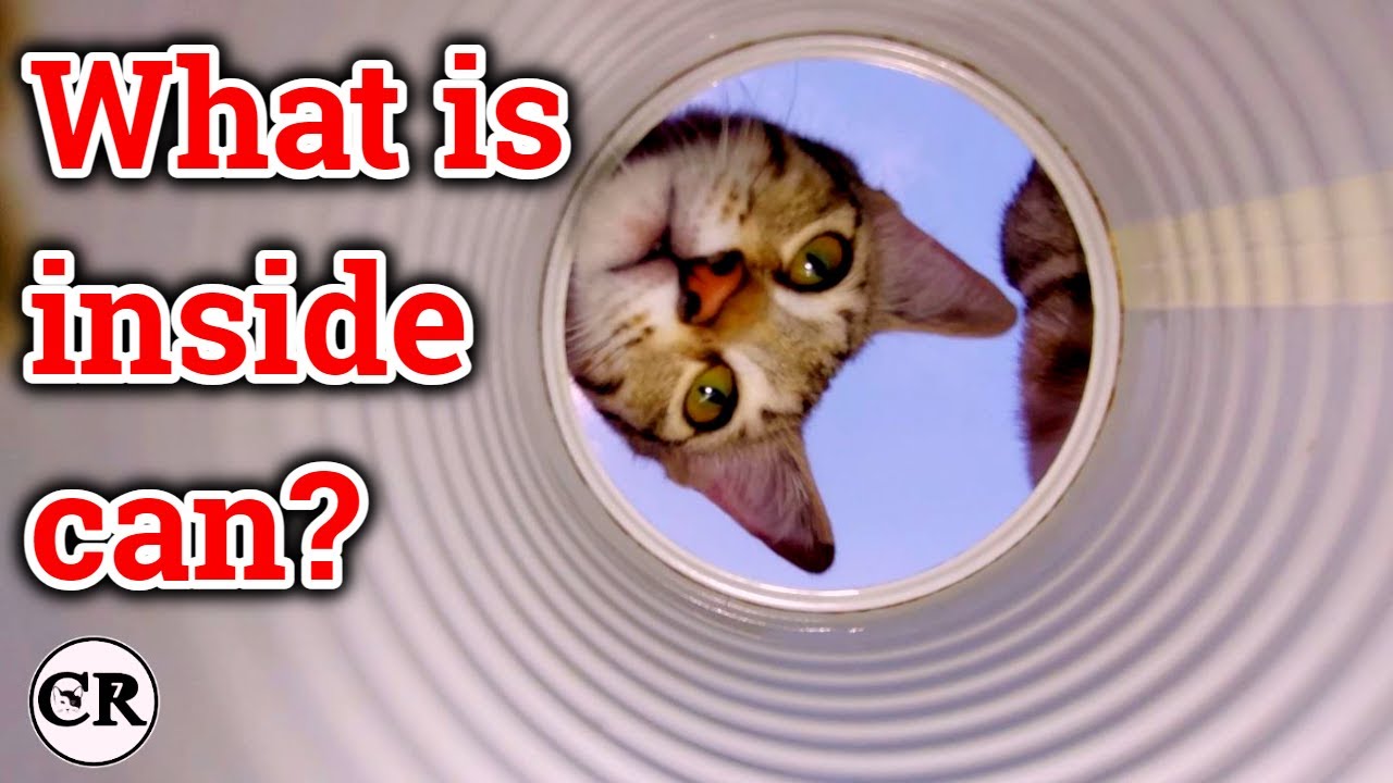Getting a cat's head stuck in a food can // Why do cats' heads get ...