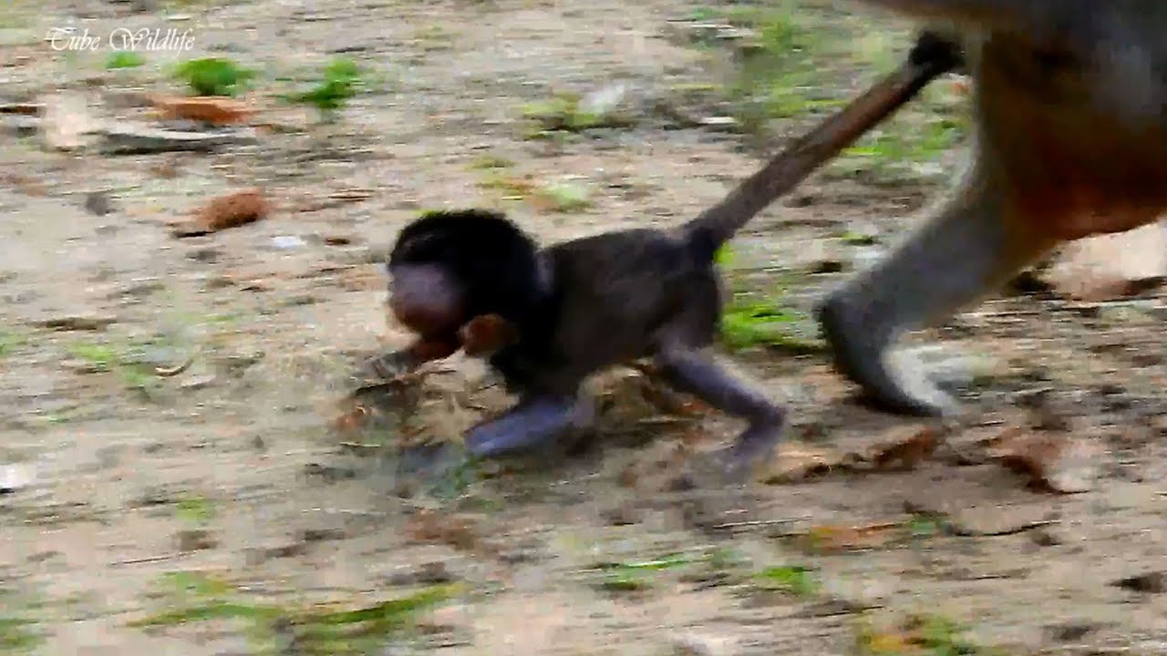 No, No, Poor baby DANIELA nearly dies. Crazy monkey DeeDee dragging her ...