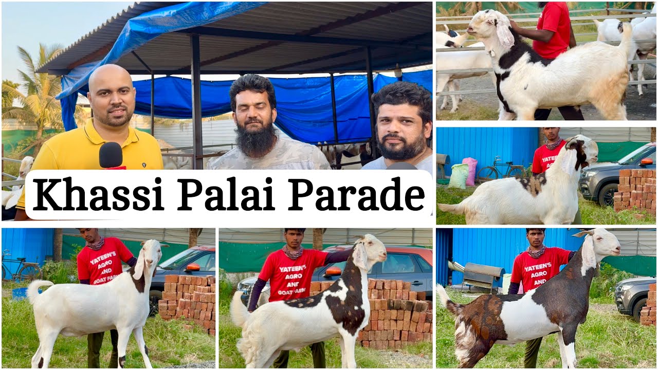 Khassi Palai Parade & Bhiwandi Ke Bakrewalo Se Mulakat at Yateen’s Agro ...
