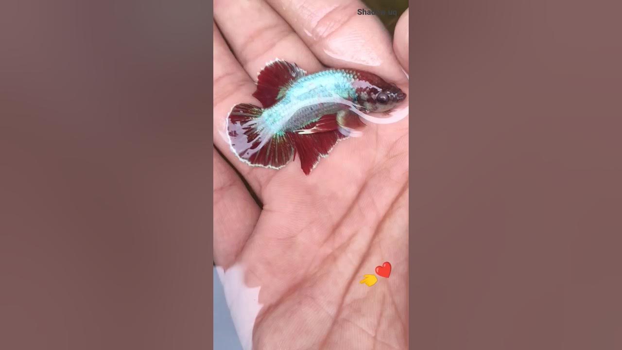 Comment This Fish Name YouTube comment-this-fish-name-youtube