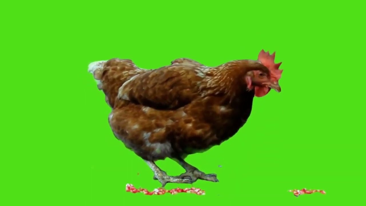 Chicken Green Screen Memes - YouTube